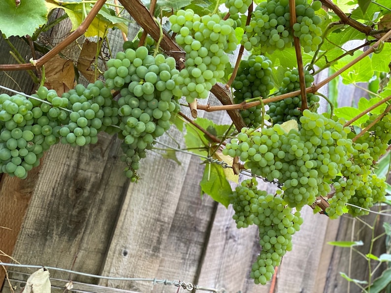 Favorful Golden Muscat Grape Plant - Etsy