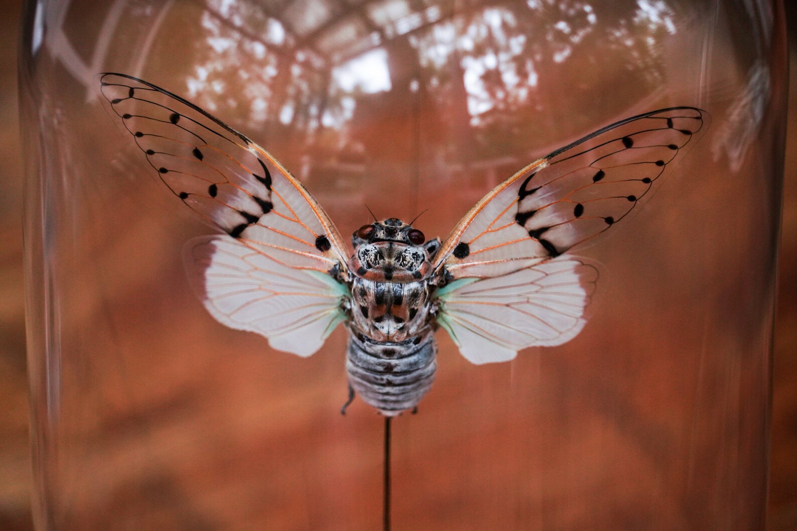 Ayuthia Spectabilis or the white ghost cicada in a glass | Etsy
