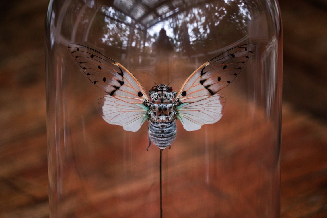 Ayuthia Spectabilis or the white ghost cicada in a glass | Etsy