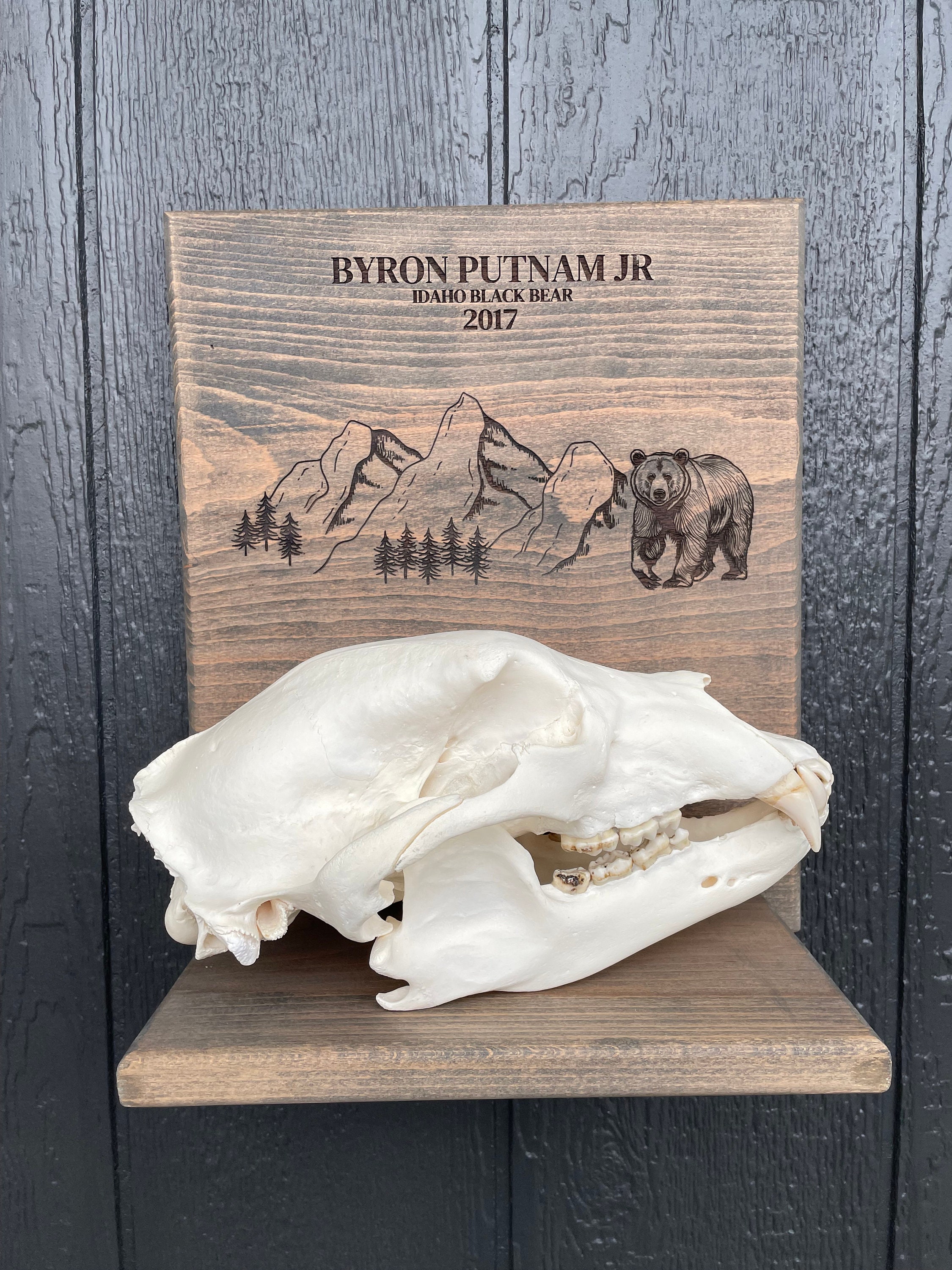 European Bear Skull Wall Mount With Pine Tree Mountains Custom European ...