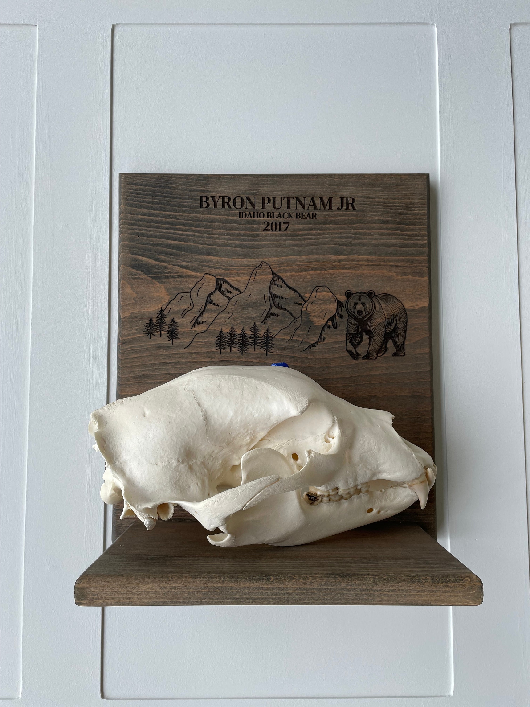 European Bear Skull Wall Mount With Pine Tree Mountains Custom European ...
