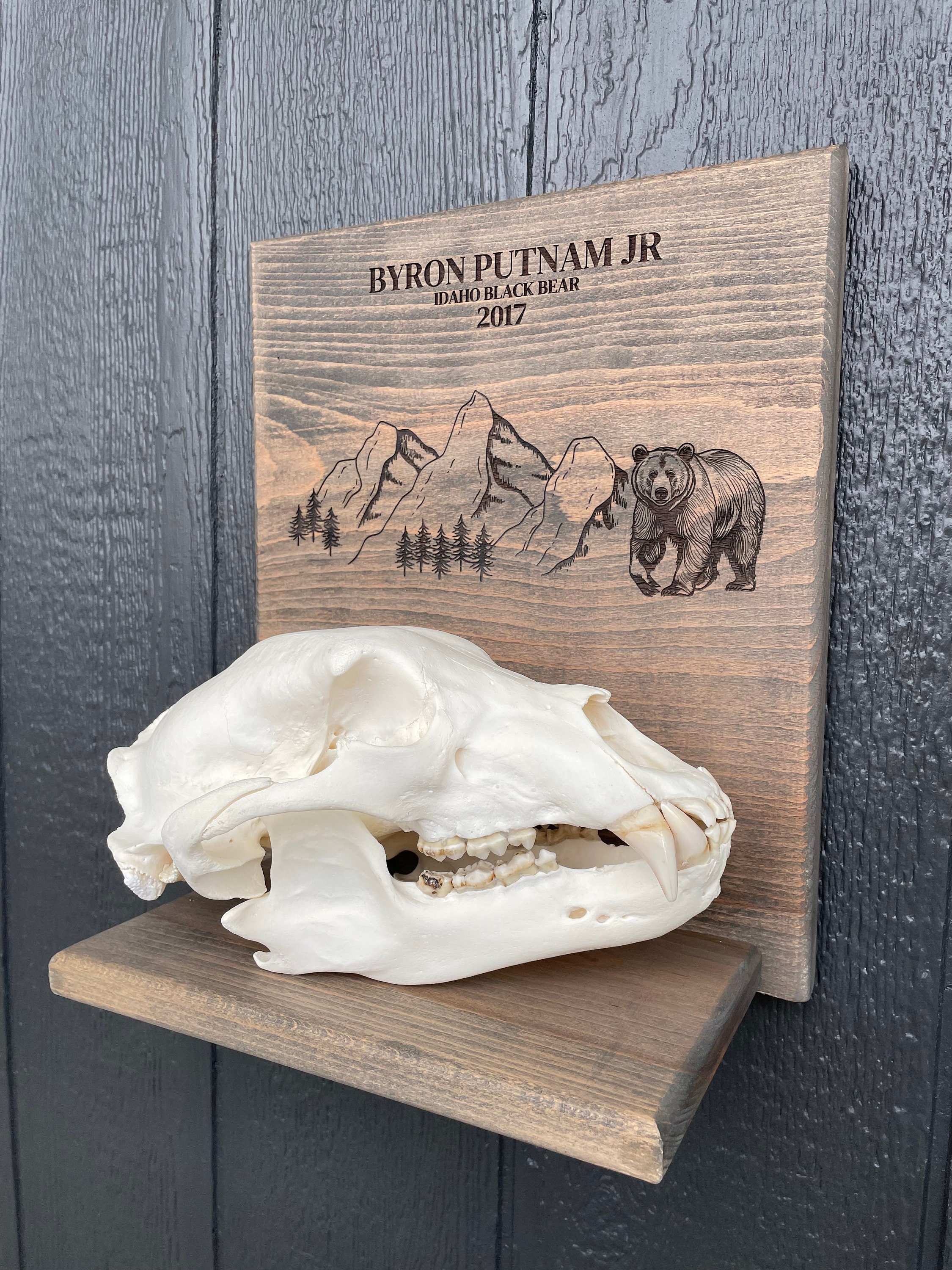 European Bear Skull Wall Mount With Pine Tree Mountains Custom European ...