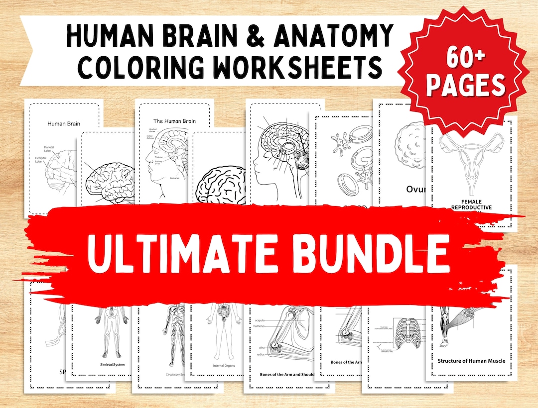 Human Anatomy Body Ultimate Bundle! | 60+ Pages | Workbooks | Study ...