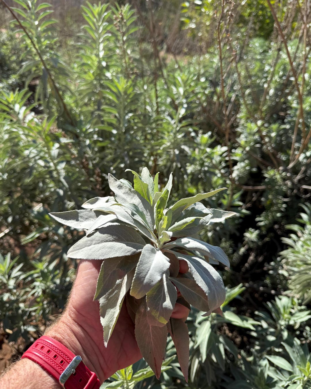 1 LB - BULK California White Sage Leaves Clusters Fresh Cuttings NOT ...
