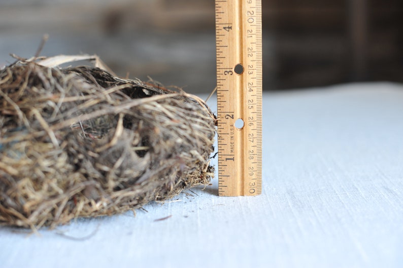 Real, Delicate Odd Shaped Bird's Nest, Birds Nest Made From Mud and ...