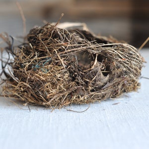 Real Delicate Odd Shaped Bird's Nest Birds Nest Made - Etsy