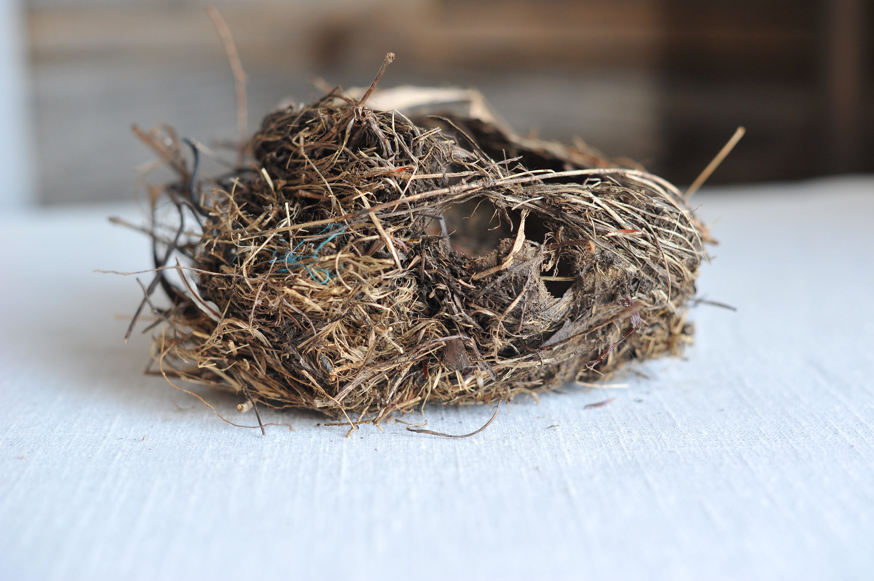 Real, Delicate Odd Shaped Bird's Nest, Birds Nest Made From Mud and ...