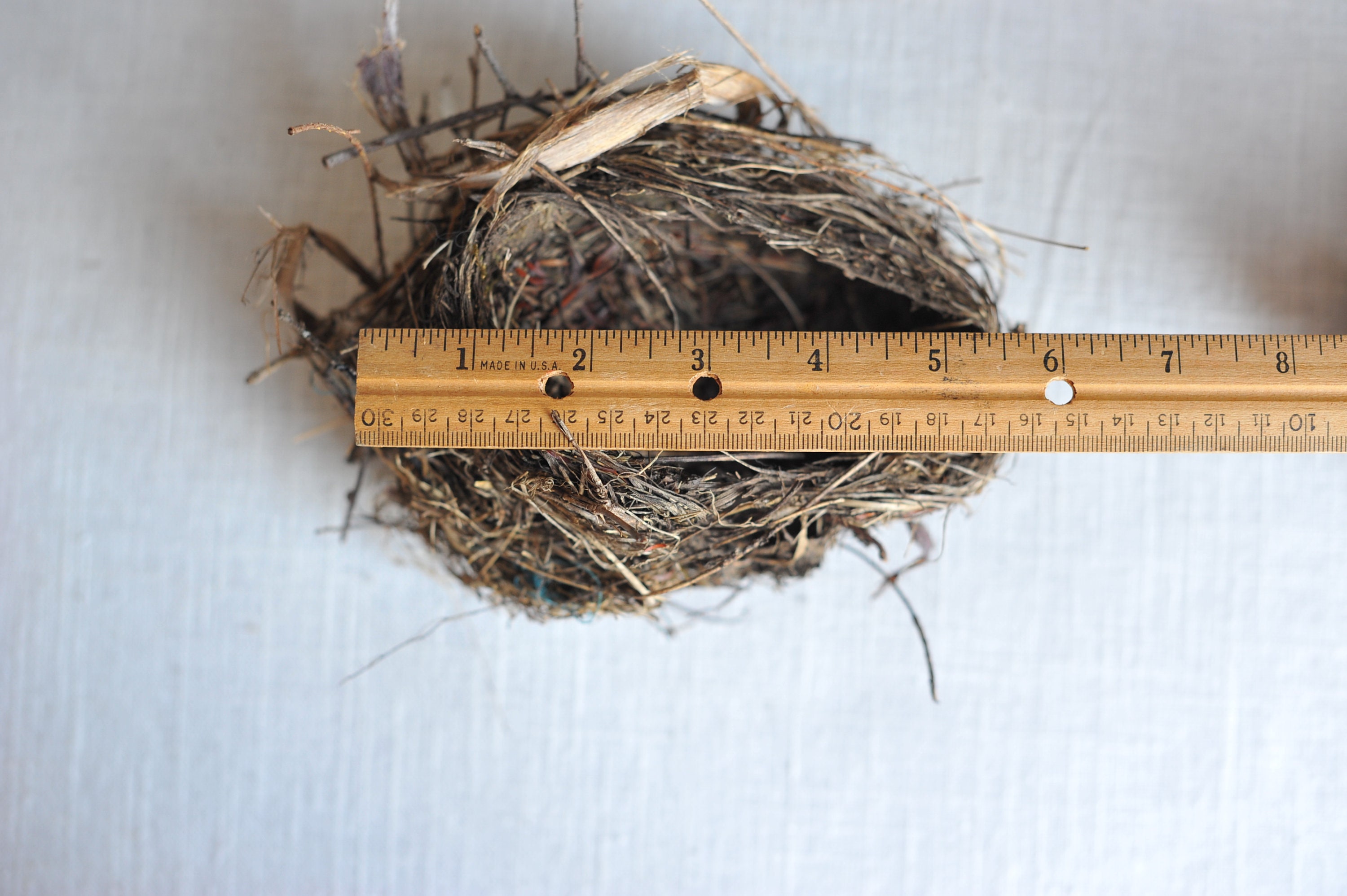 Real, Delicate Odd Shaped Bird's Nest, Birds Nest Made From Mud and ...