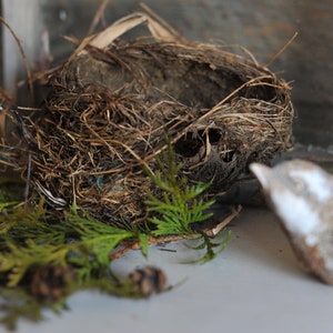 Real Delicate Odd Shaped Bird's Nest Birds Nest Made - Etsy