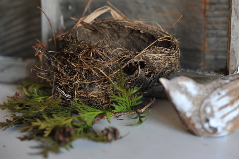 Real, Delicate Odd Shaped Bird's Nest, Birds Nest Made From Mud and ...
