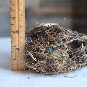Real, Delicate Odd Shaped Bird's Nest, Birds Nest Made From Mud and ...