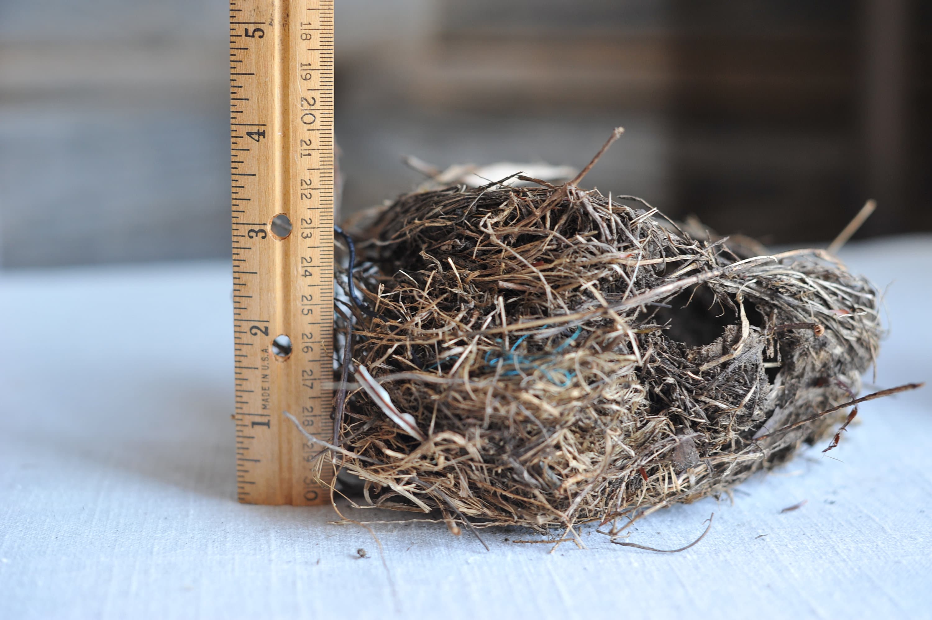Real, Delicate Odd Shaped Bird's Nest, Birds Nest Made From Mud and ...