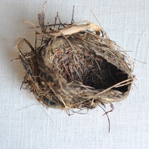 Real Delicate Odd Shaped Bird's Nest Birds Nest Made - Etsy