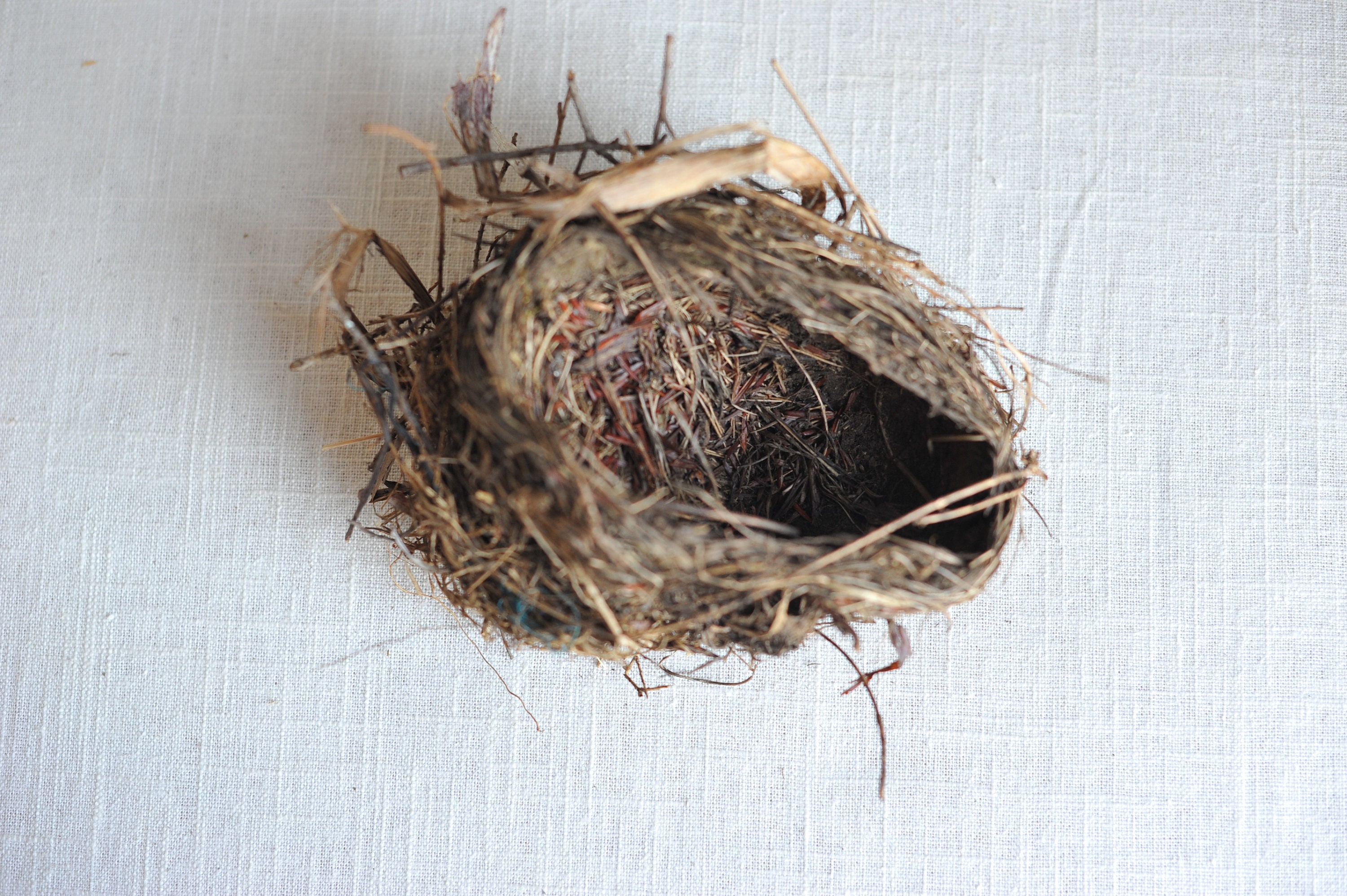 Real, Delicate Odd Shaped Bird's Nest, Birds Nest Made From Mud and ...