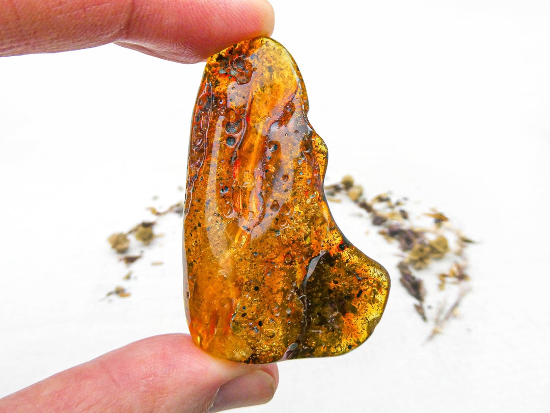 Amber Specimen With Fossilised Plant Matter From Ukraine Rare Polished ...