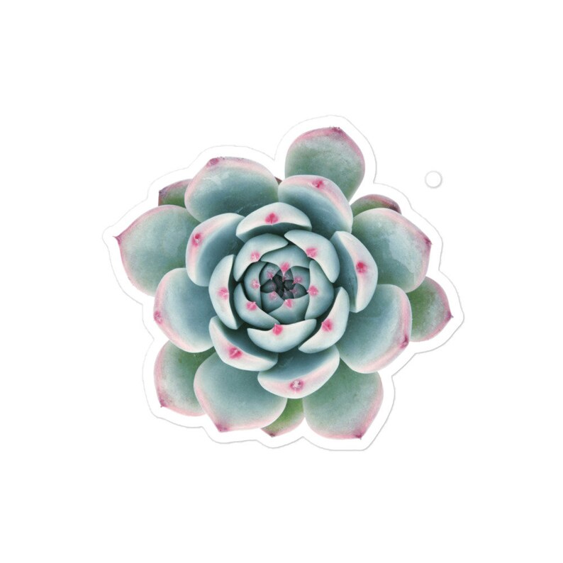 Succulent Bubble-free Stickers, Cute Succulent Sticker in Three Sizes ...