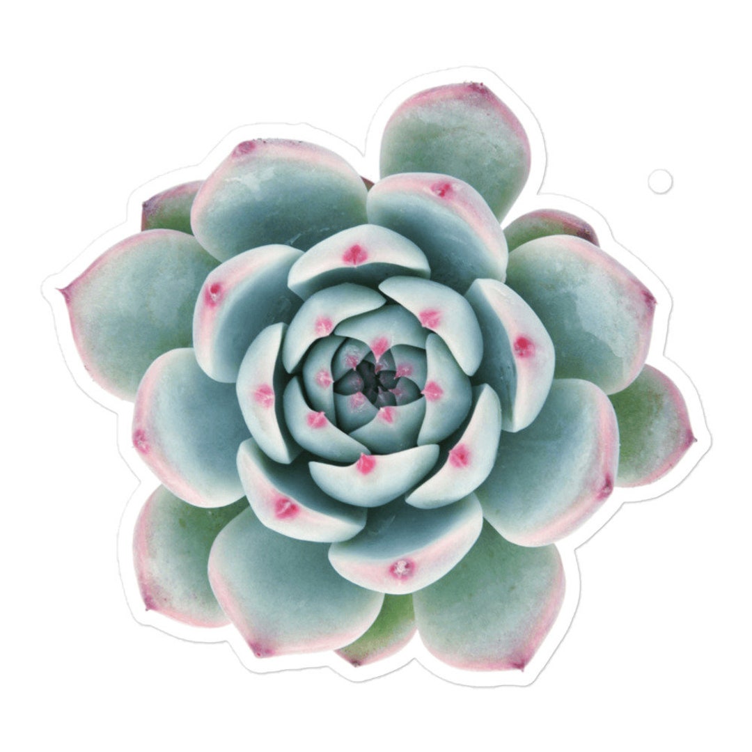 Succulent Bubble-free Stickers, Cute Succulent Sticker in Three Sizes ...