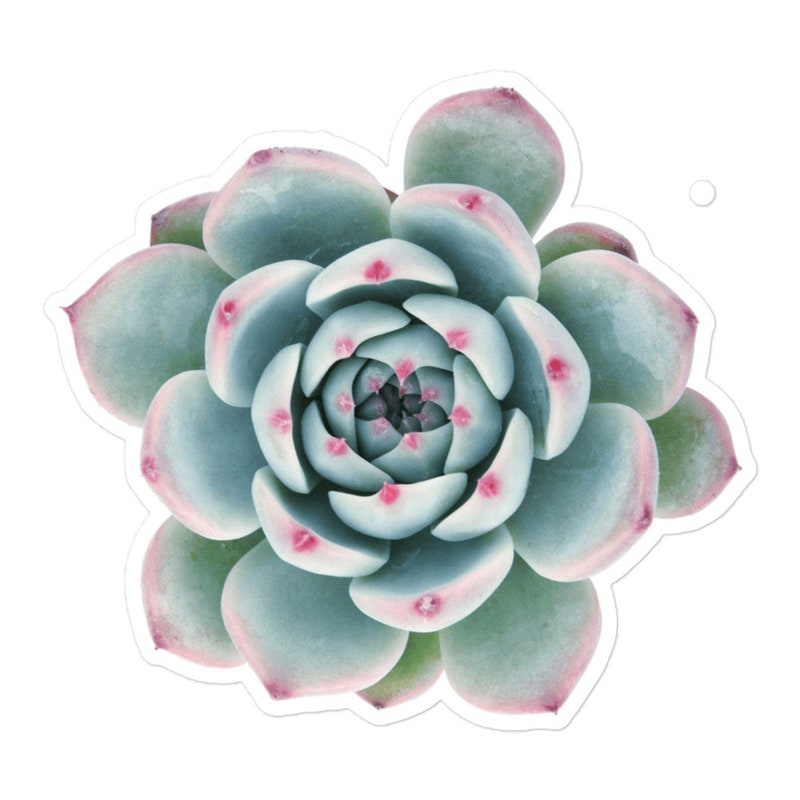 Succulent Decal - Etsy