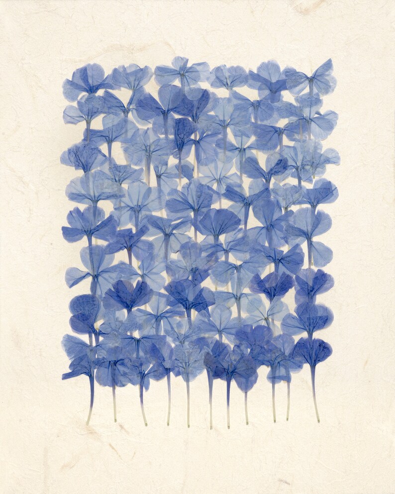 PRINT - Pressed Flower Art - Imperial Blue Plumbago - Etsy