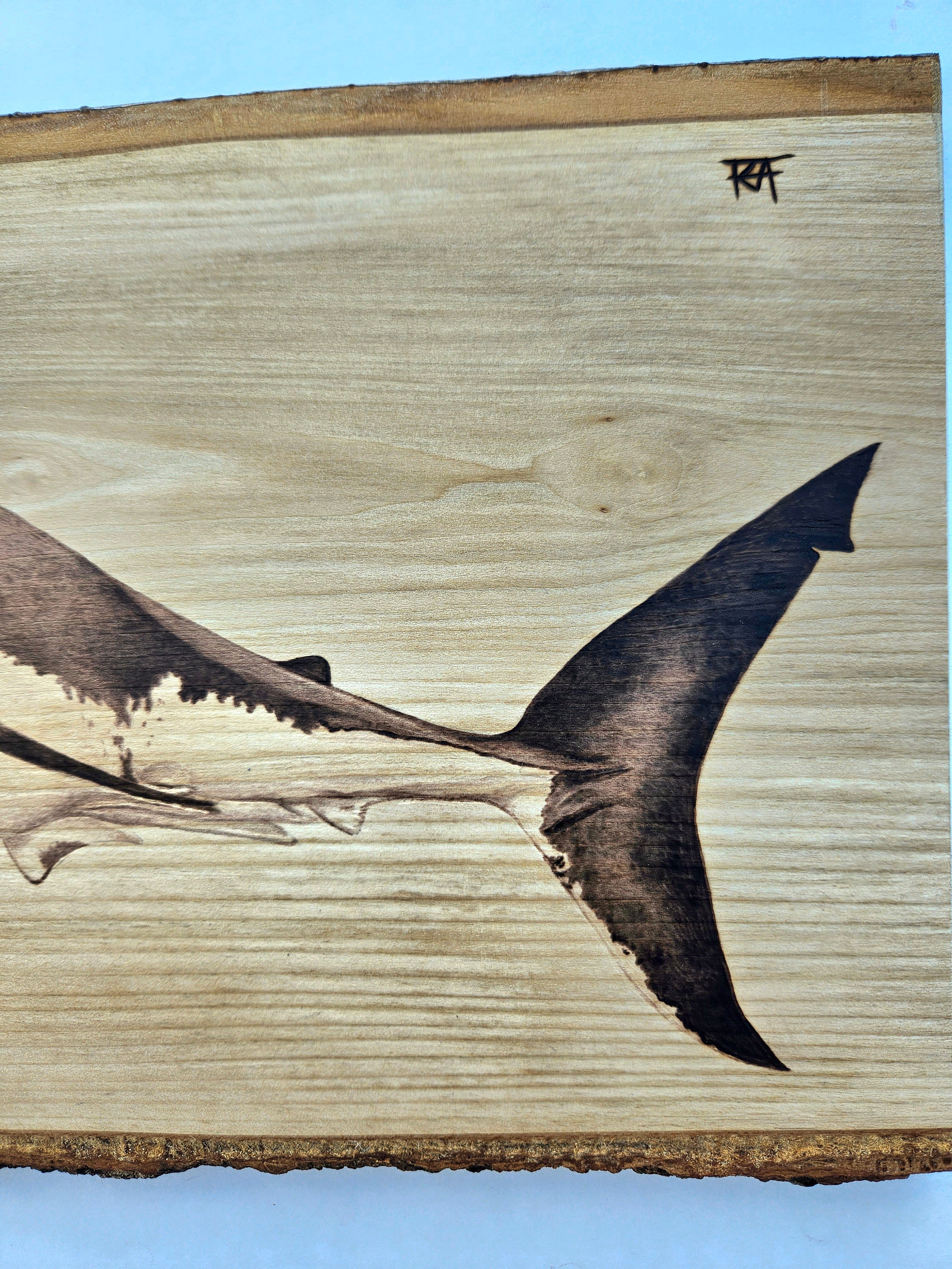 Great White Shark Wood Burning Pyrography Art "bruce" - Etsy