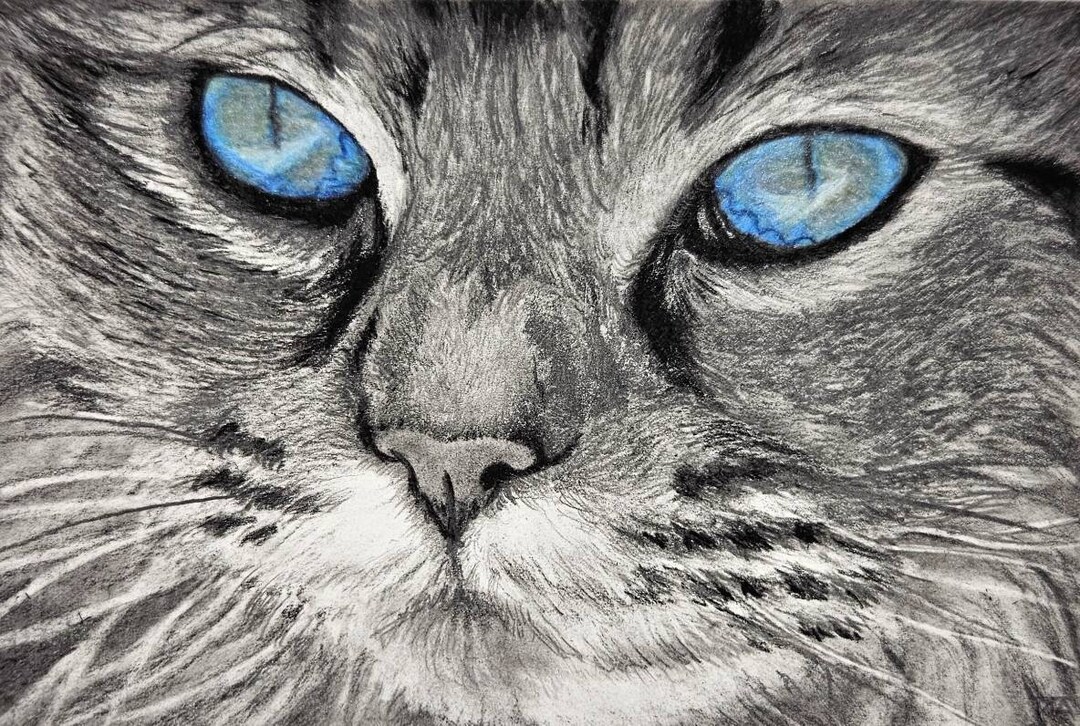 Original Graphite Cat Drawing blue Eyes 6 X - Etsy