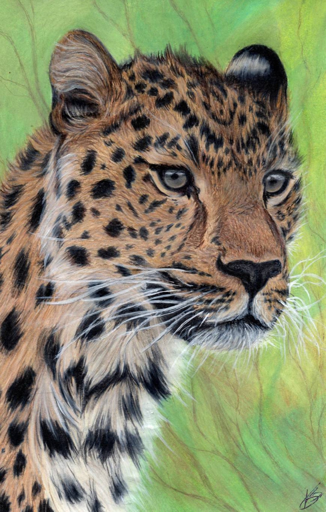 Leopard Coloured Pencil Drawing (unframed) - Etsy