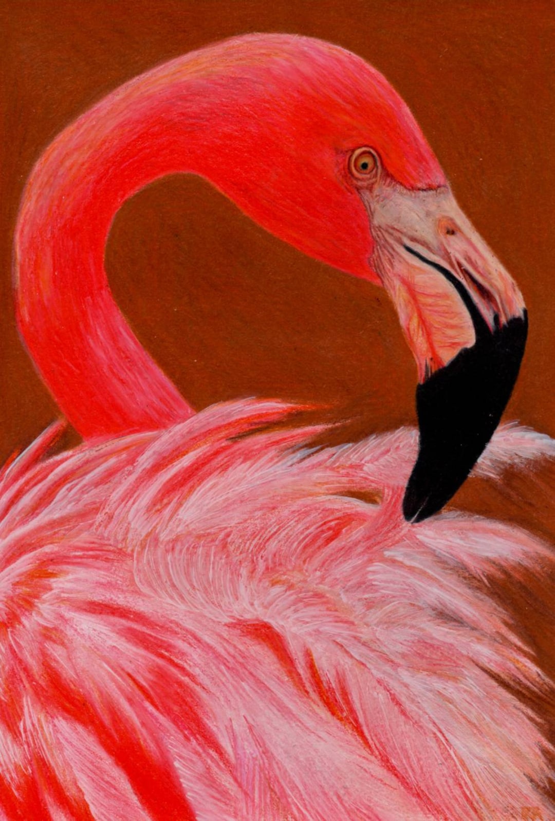 Flamingo Coloured Pencil Drawing (unframed) - Etsy