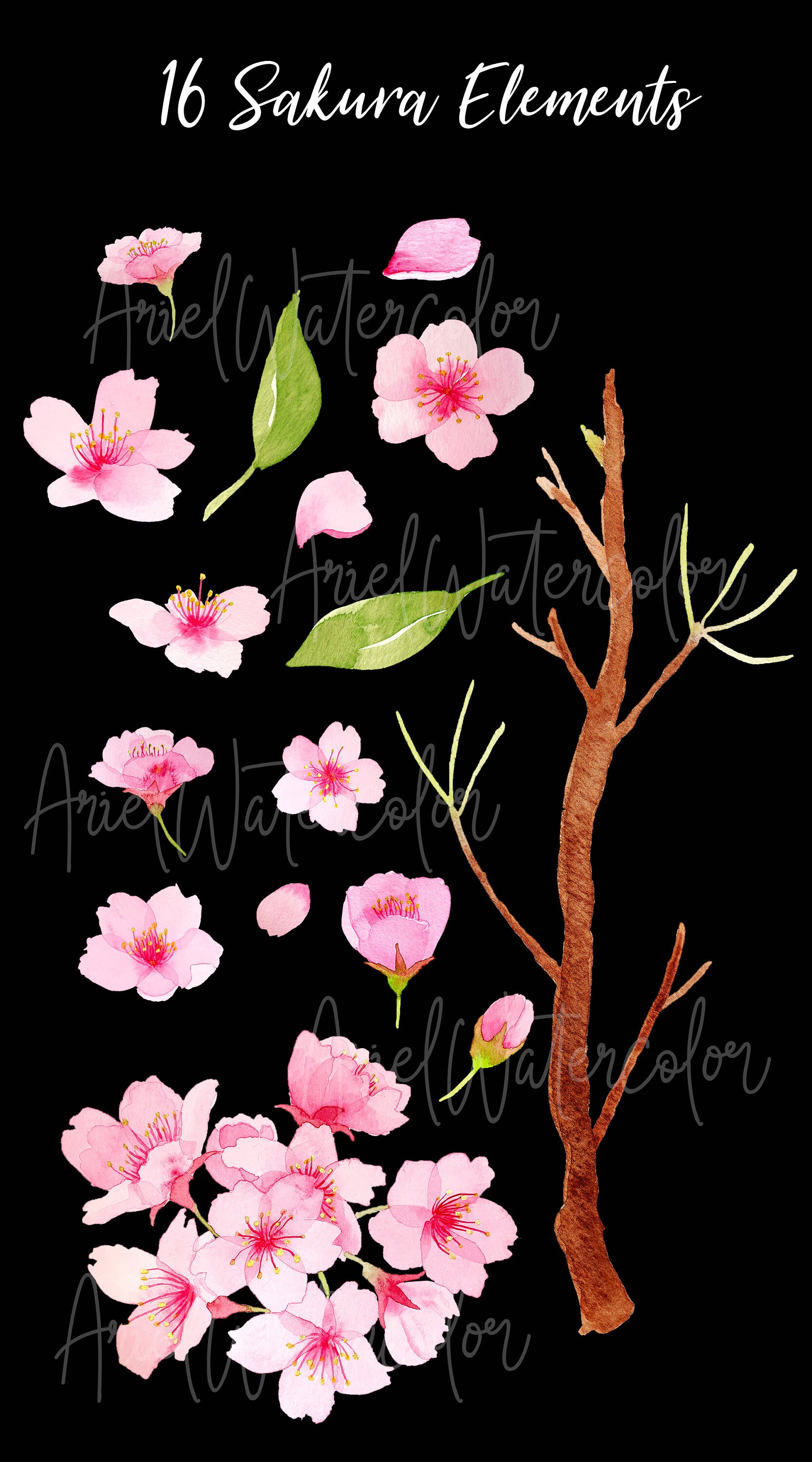 Watercolor Sakura Clipart, Png Files, Hand Painted, Cherry Blossom ...