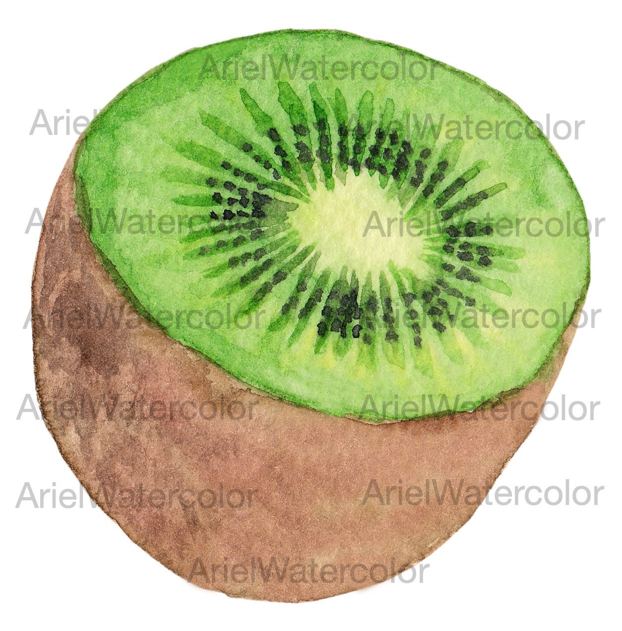Watercolor Kiwi Clipart-png Files,hand Painted,fruits - Etsy