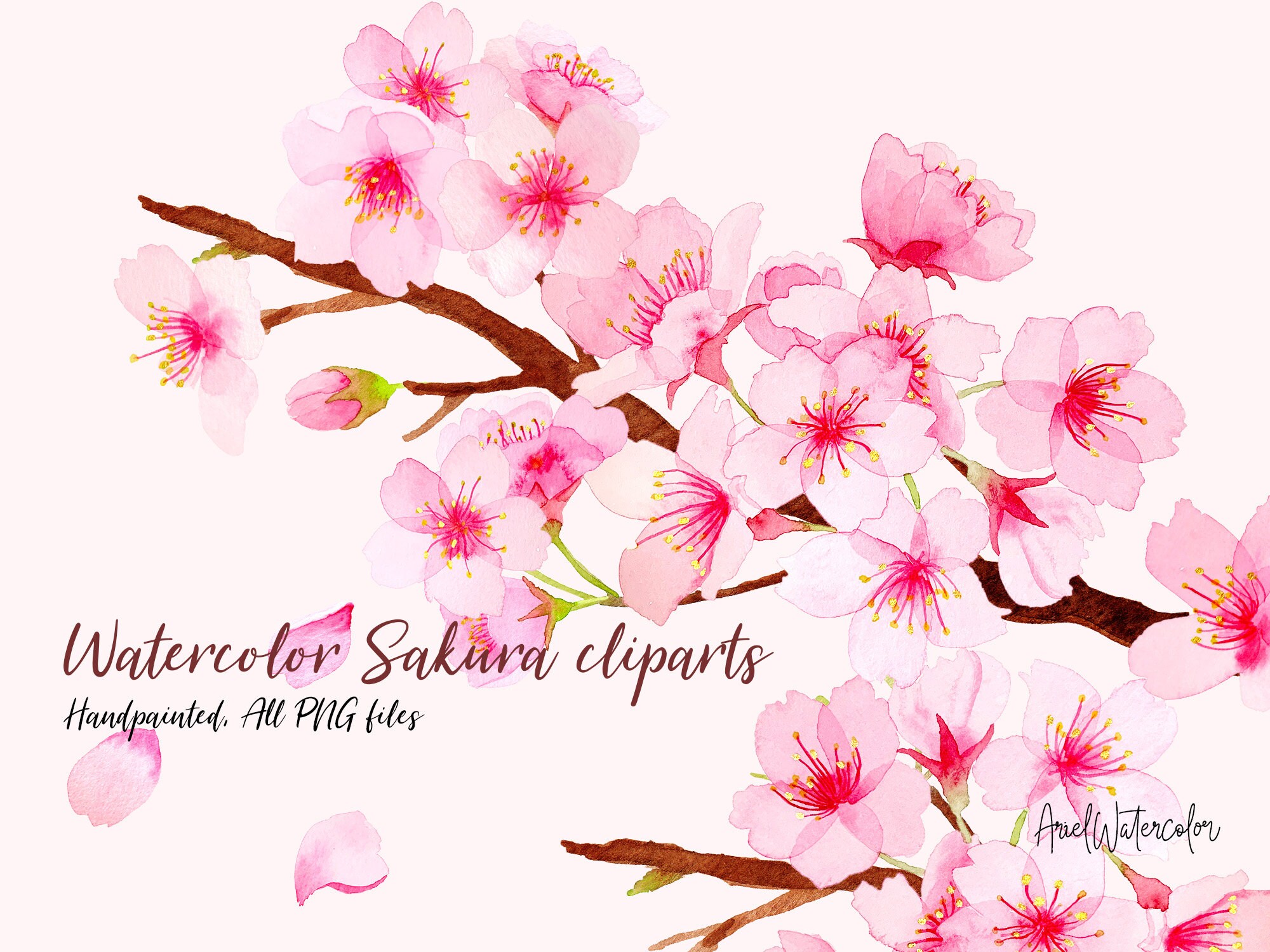 Watercolor Sakura Clipart, Png Files, Hand Painted, Cherry Blossom ...