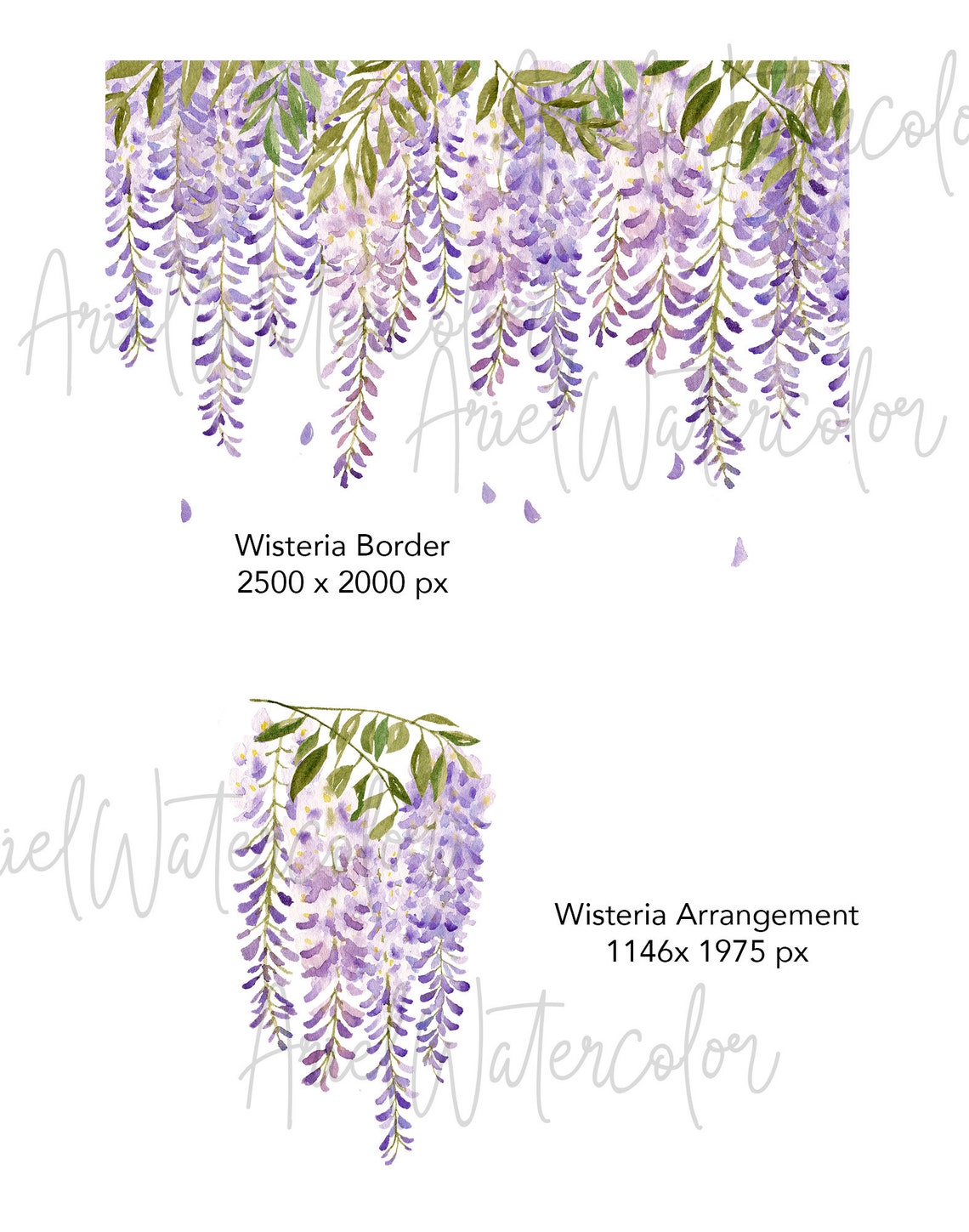 Watercolor Wisteria Clipart PNG Floral Arrangements - Etsy
