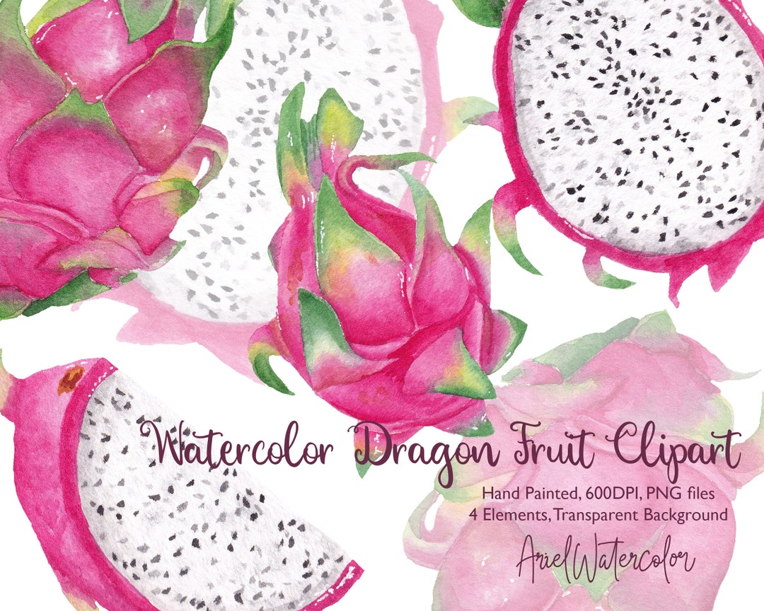 Watercolor Dragon Fruit Clipart, Pitaya, Summer Fruit, Hand Painted ...