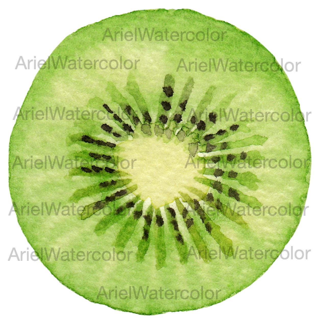 Watercolor Kiwi Clipart-png Files,hand Painted,fruits - Etsy