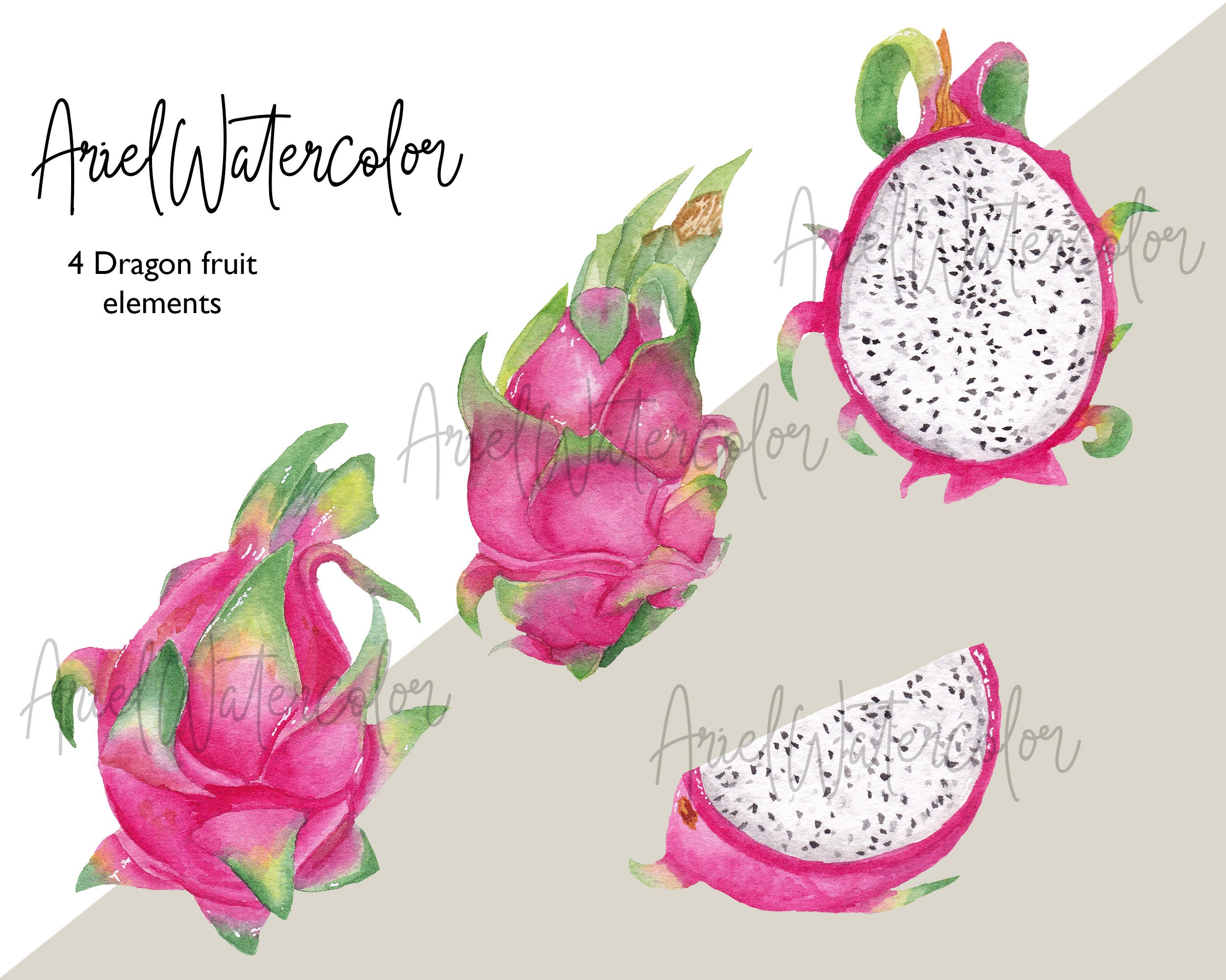 Watercolor Dragon Fruit Clipart, Pitaya, Summer Fruit, Hand Painted ...