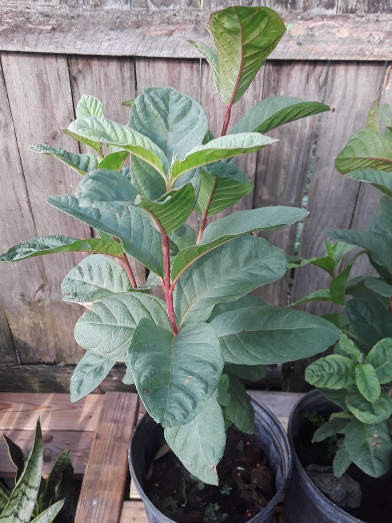 Pan Se Thong Guava plant Guava plant Guabaya plant We do | Etsy