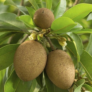 Sapodilla, Nisapero, Ciku, Chico, Zapotillo Plant. Sorry We Donot Ship ...