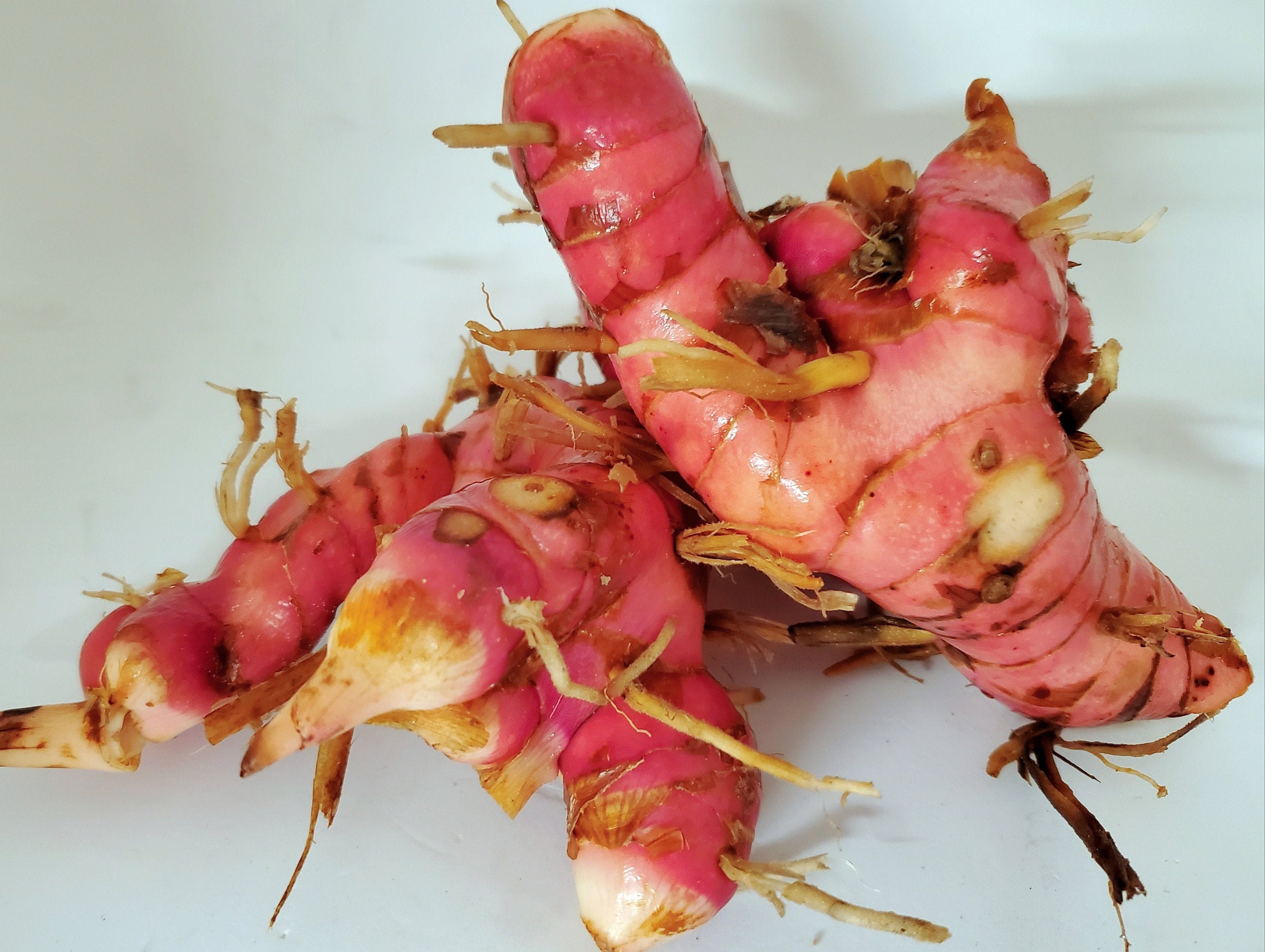 Alpinia officinarum Lesser galangal Red Galangal Fresh pick | Etsy