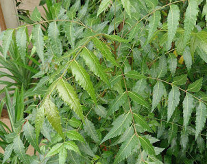 Startup Neem Plant, Sadao, Azadirachta Indica Plant Sorry We Don't Ship ...