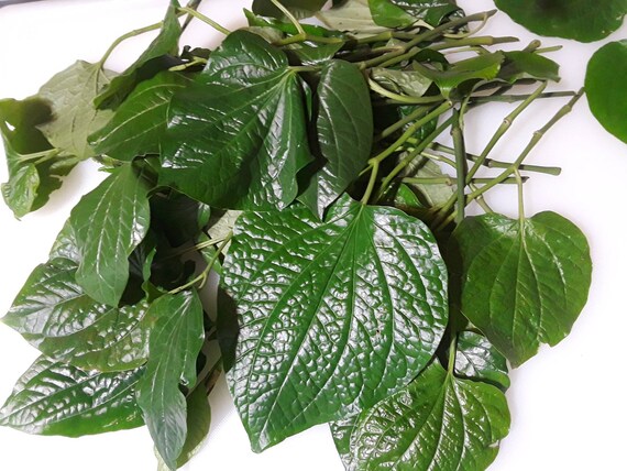 50 grams of Fresh Pick Wild Betel Leaves chaphlu cha phluin | Etsy
