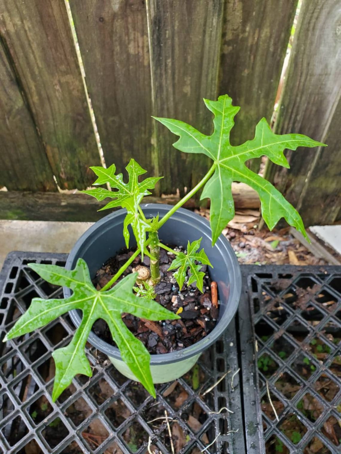Chaya plant tree spinach Cnidoscolus Aconitifolius plant. We | Etsy