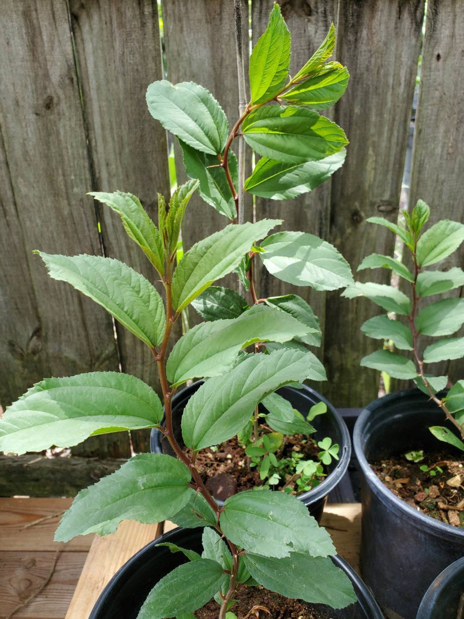 Jujube plant Ziziphus Jujuba plant. We do not ship to CA | Etsy