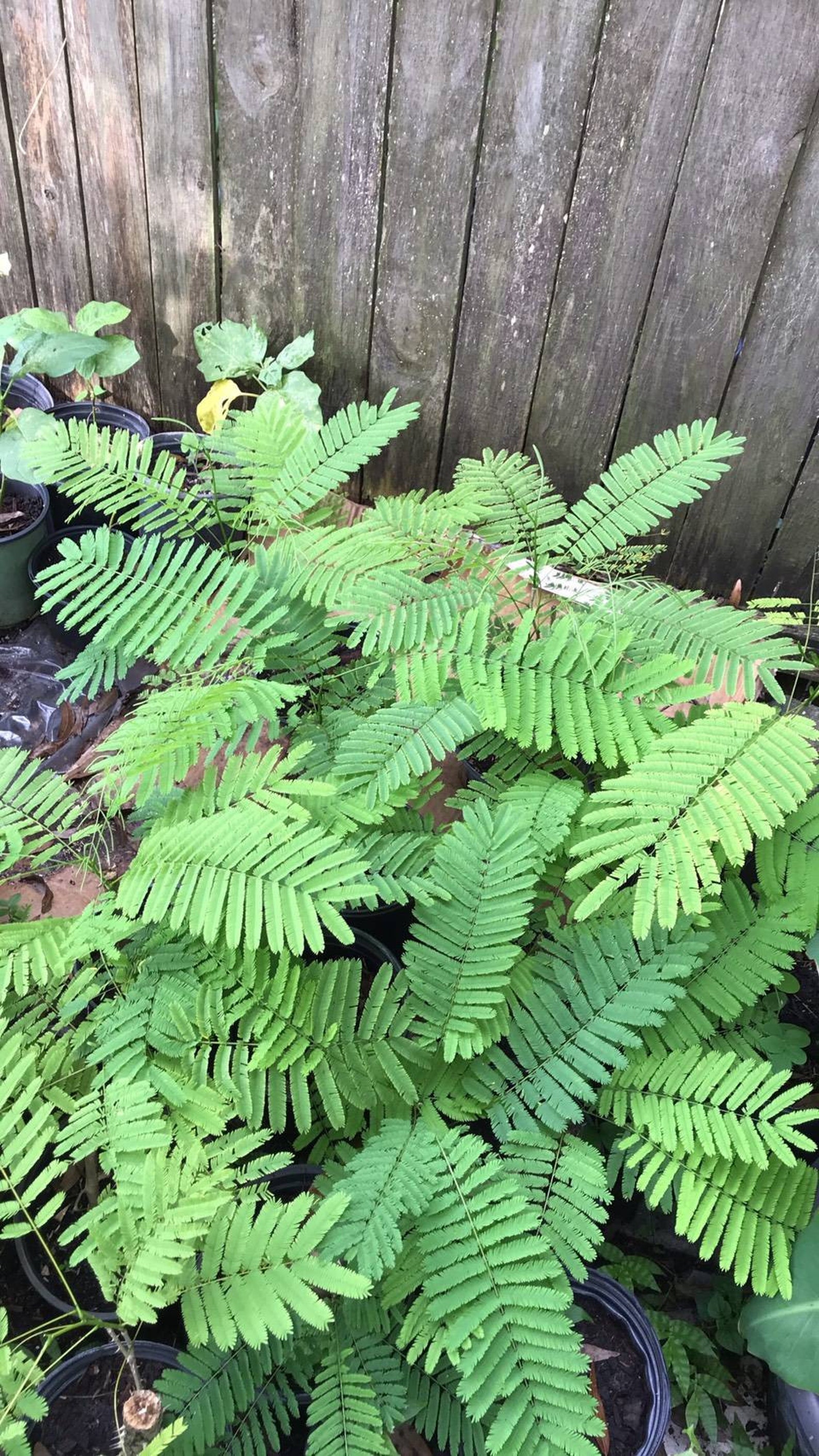 Cha Om Plants Chaom Plant Acacia Pennata We Donot Ship to - Etsy