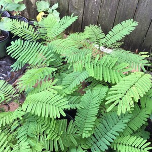 Cha Om Plants, Chaom Plant, Acacia Pennata, We Donot Ship to CA - Etsy