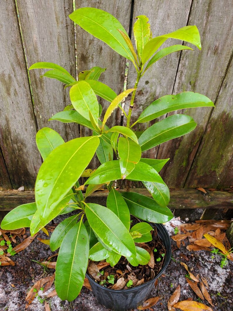 Sapodilla Nisapero Ciku Chico Zapotillo Plant. Sorry We - Etsy