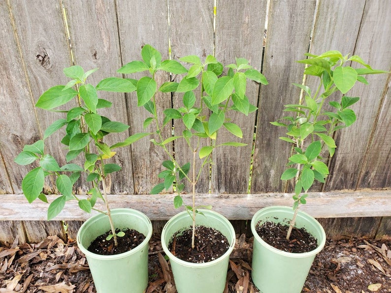 Tagak-Tagak plant Kabutar Ka Phul Plant Snake Jasmine | Etsy