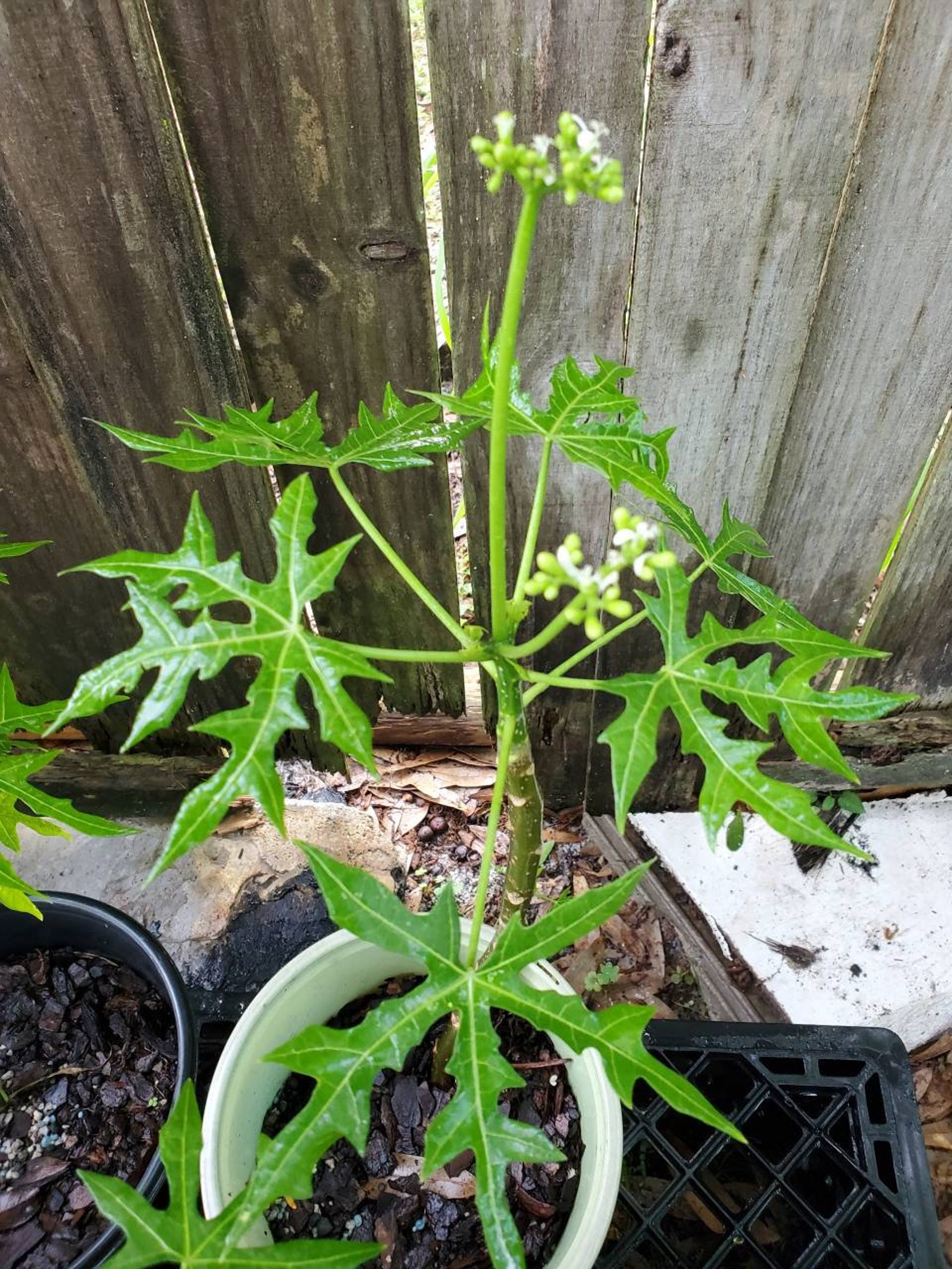 Chaya plant tree spinach Cnidoscolus Aconitifolius plant. We | Etsy
