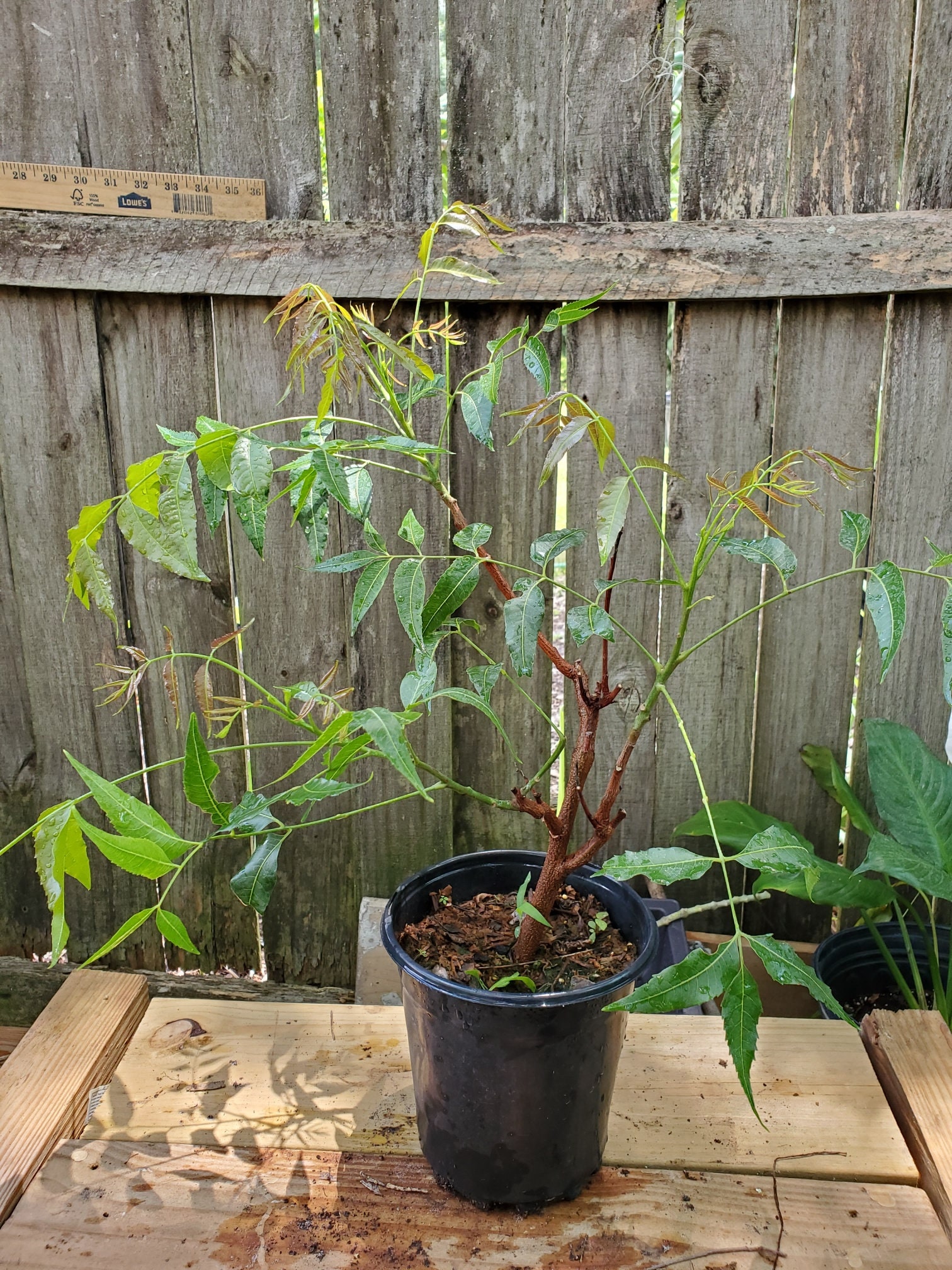 Neem Plant Sadao Azadirachta Indica Plant Sorry We Don't | Etsy