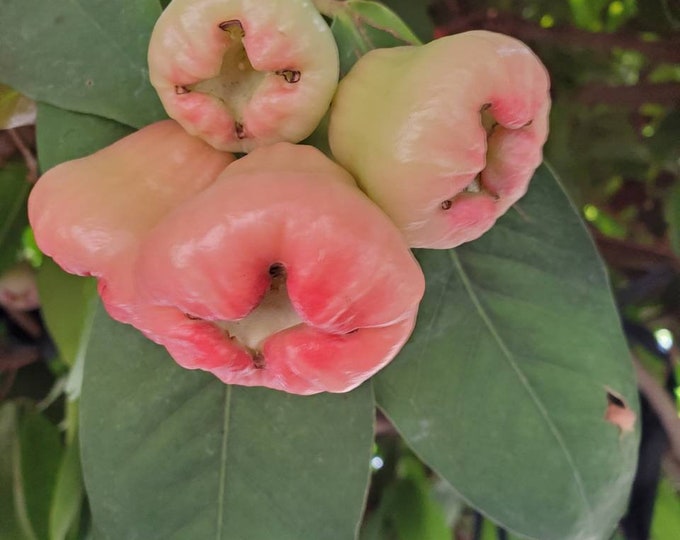 Java Apple Plant, Semarang Rose Apple, Wax Jambu, Chom Pu Kam Mam. We ...