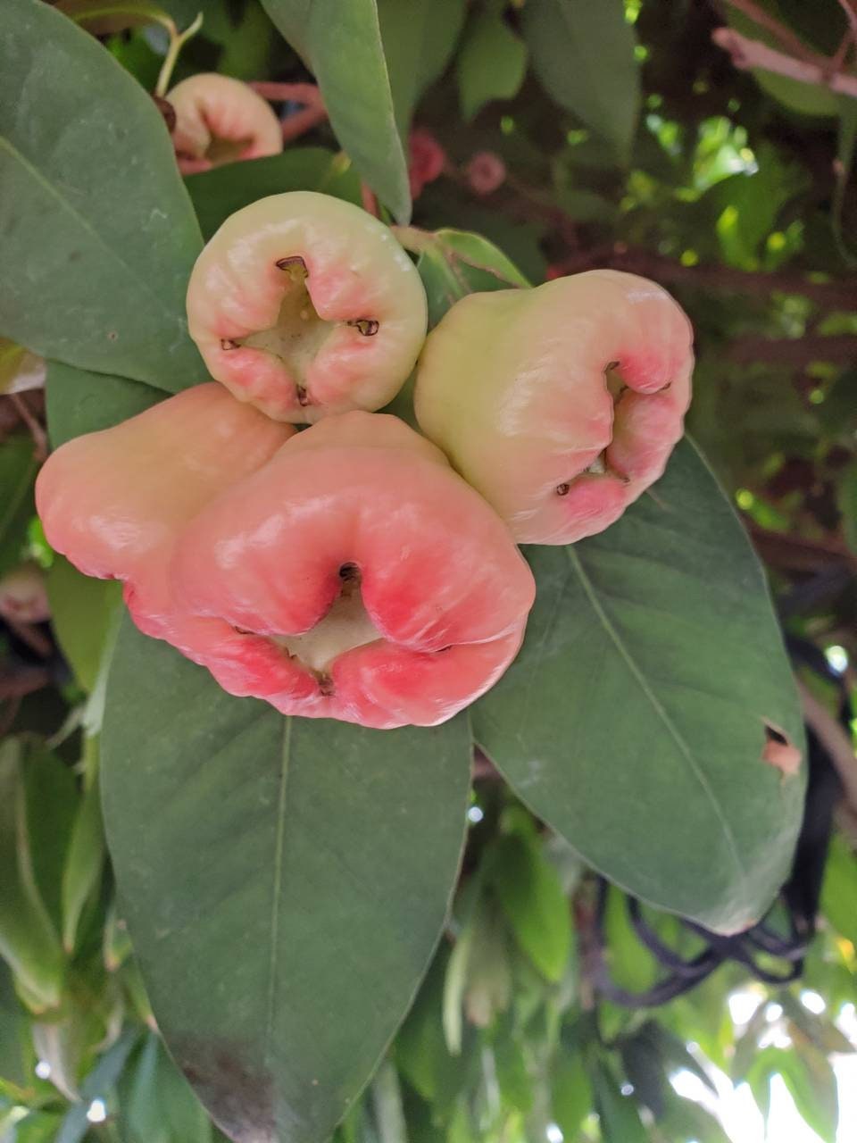 Java Apple Plant Semarang Rose Apple Wax Jambu Chom Pu Kam | Etsy