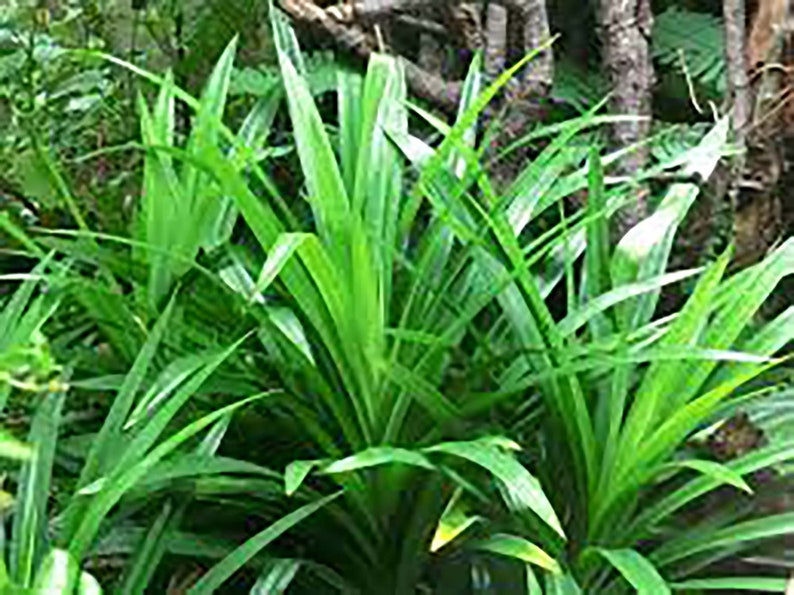 Fresh Pandan Leaves Screwpine Leaves La Dua Pandanus Hojas - Etsy